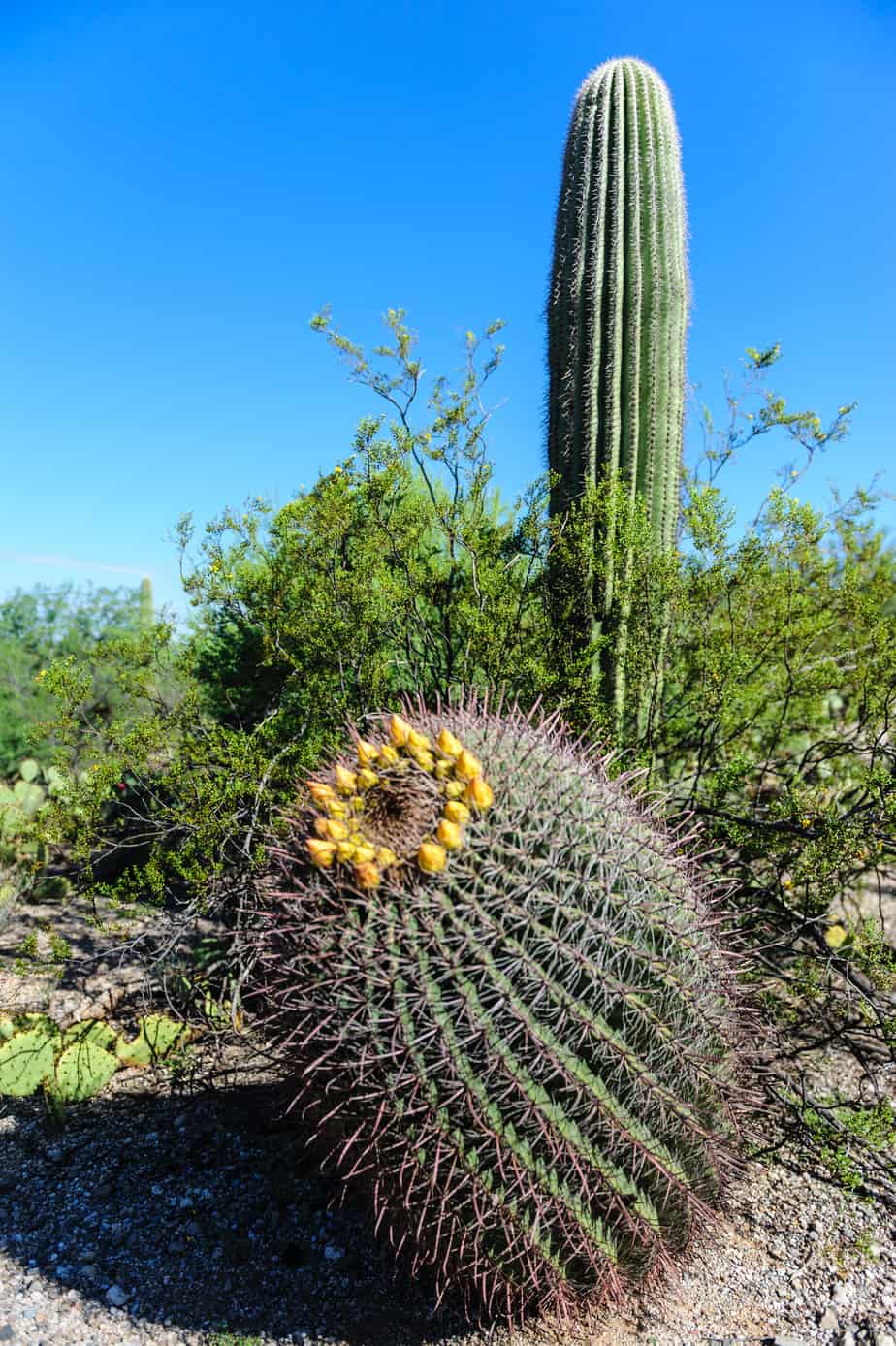 15 Best Things to do in Saguaro National Park Highlights and more ...