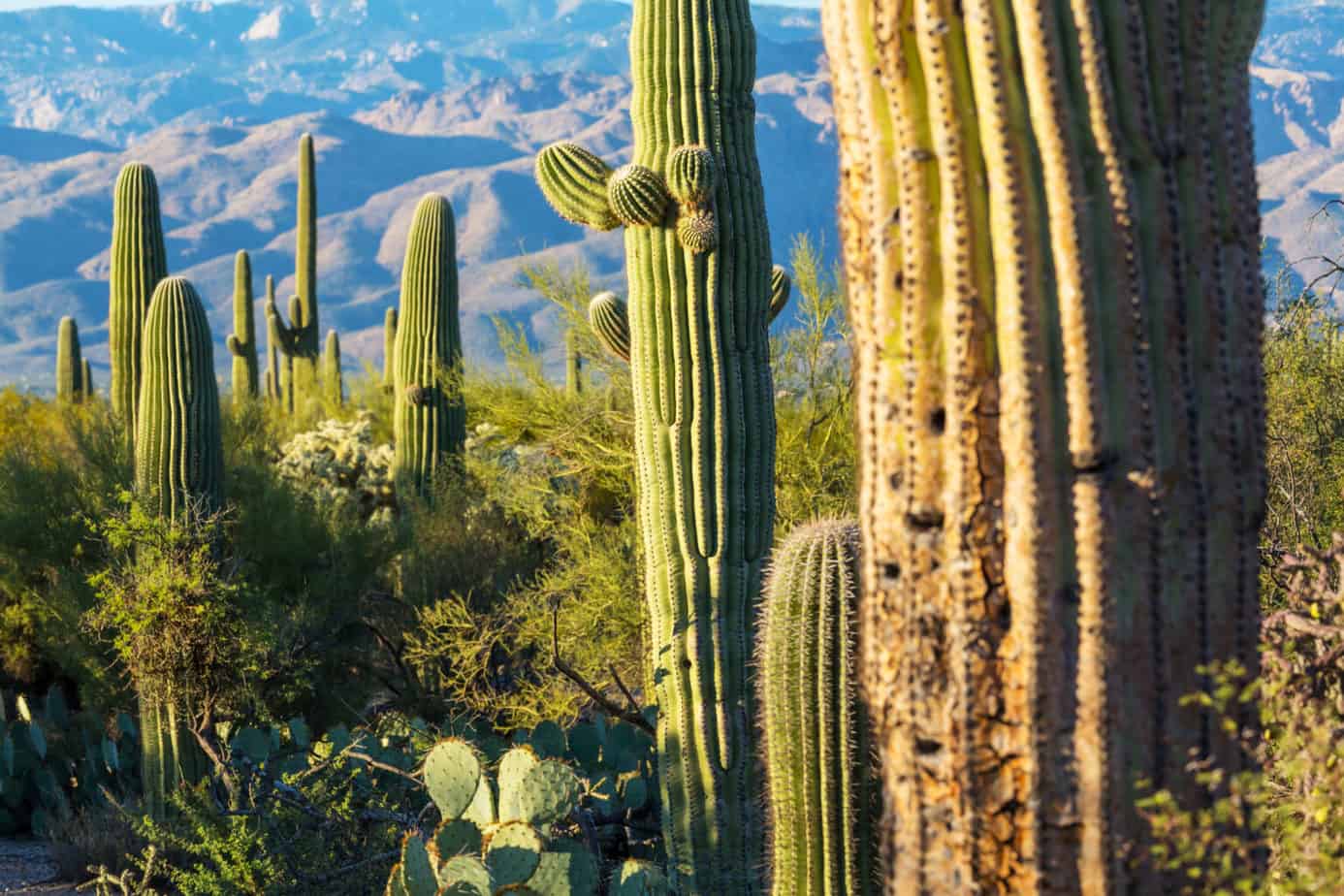 15 Best Things to do in Saguaro National Park Highlights and more ...