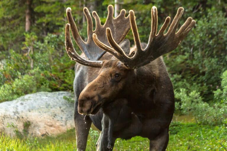 Tips for Visiting Grand Teton in June – 2023 Ultimate Guide – American ...